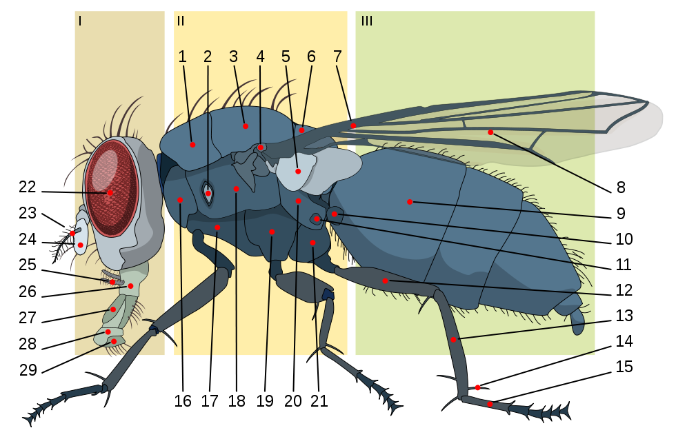 La evolución de las especies.: Evolución de la mosca.