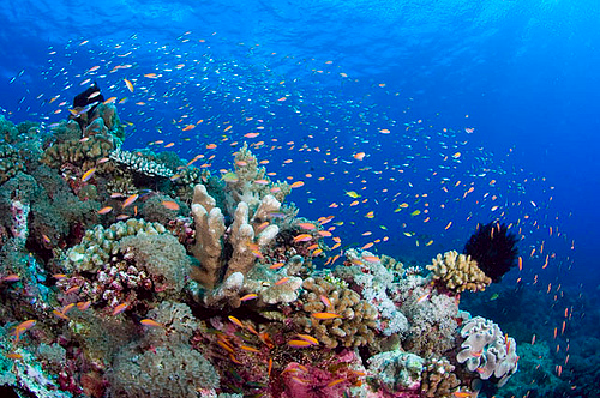Konflik Pulau Layang-Layang Di Negeri Sabah