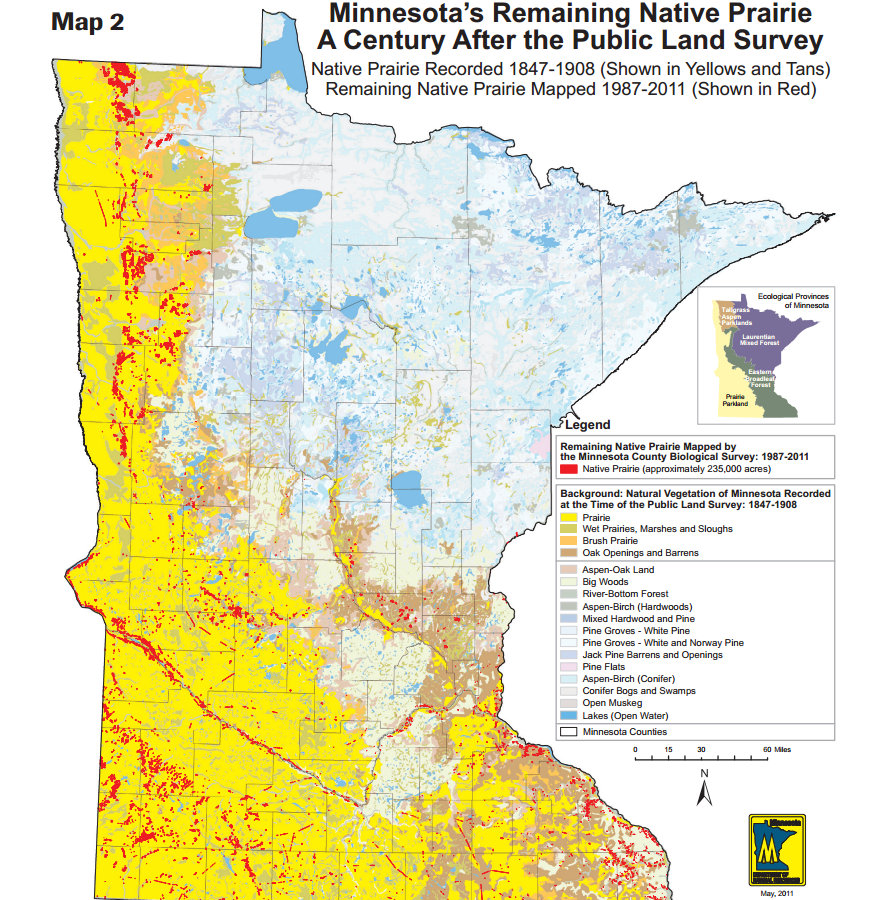 Penelopedia: Nature and Garden in Southern Minnesota: Bobolinks and Our ...