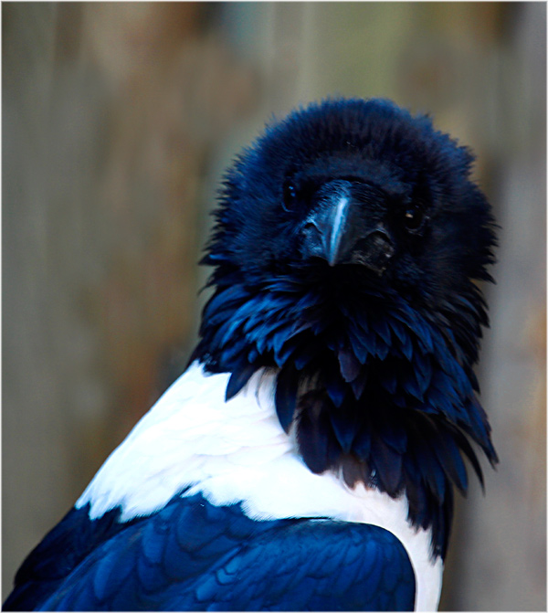 FOTO NATURA HUESCA 2: CUERVO BLANCO corvus albus Philipp Ludwig Statius ...