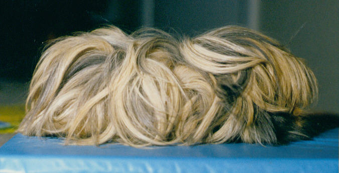 mundo roedores: Razas de cobayas