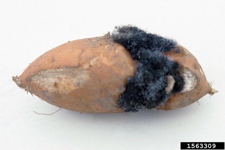 Symptoms of Plant Diseases caused by Fungi