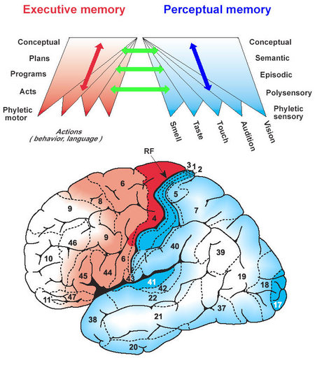 What Is A Perceptual Motor Programming - Unbound