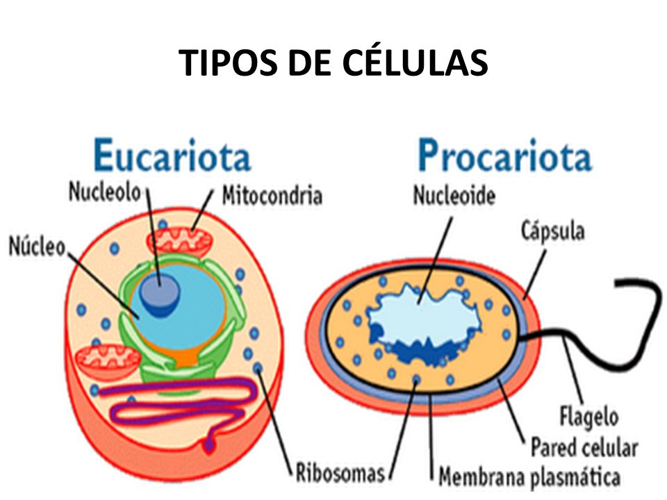 Tipos de Célula