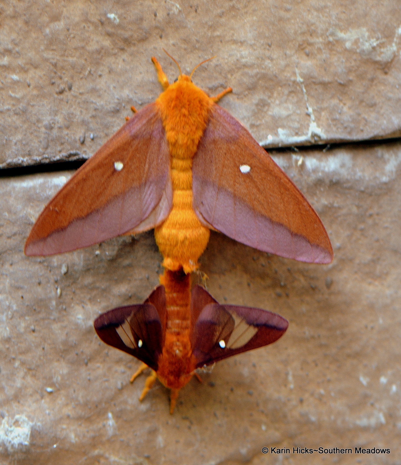 Mating Oakworm Moths