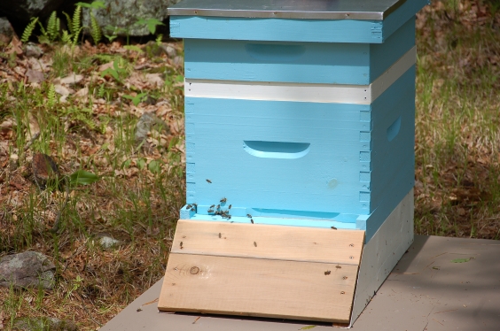 Stuart's Wildlife Art Blog