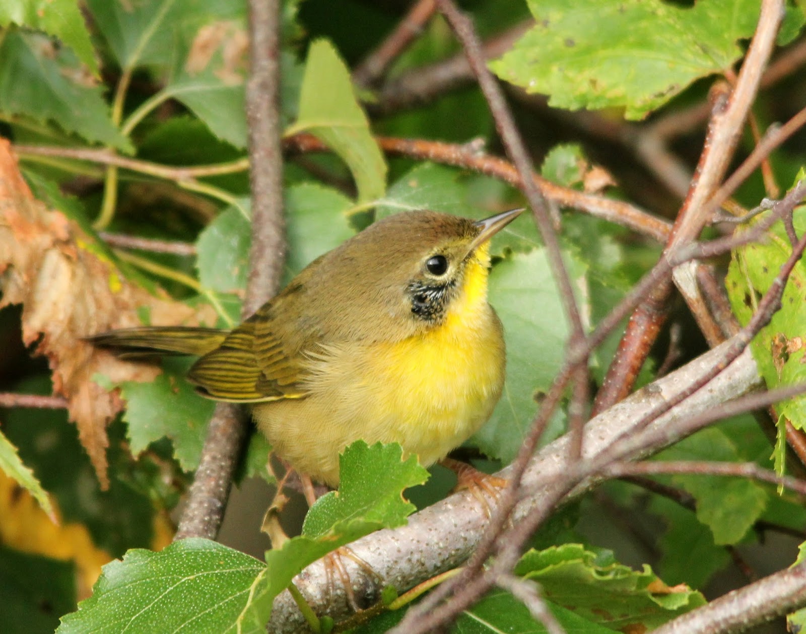 Here and There: Day 243 - 4th September 2017 -American Redstart, Yellow ...