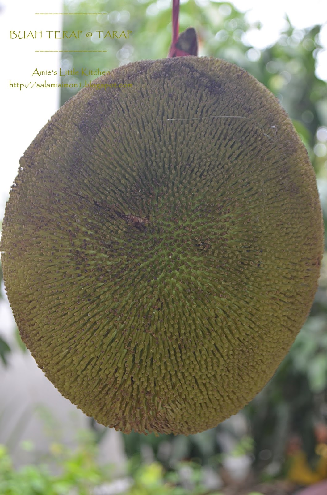 Sambal Belacan Buah Terap@Tarap - Amie's Little Kitchen