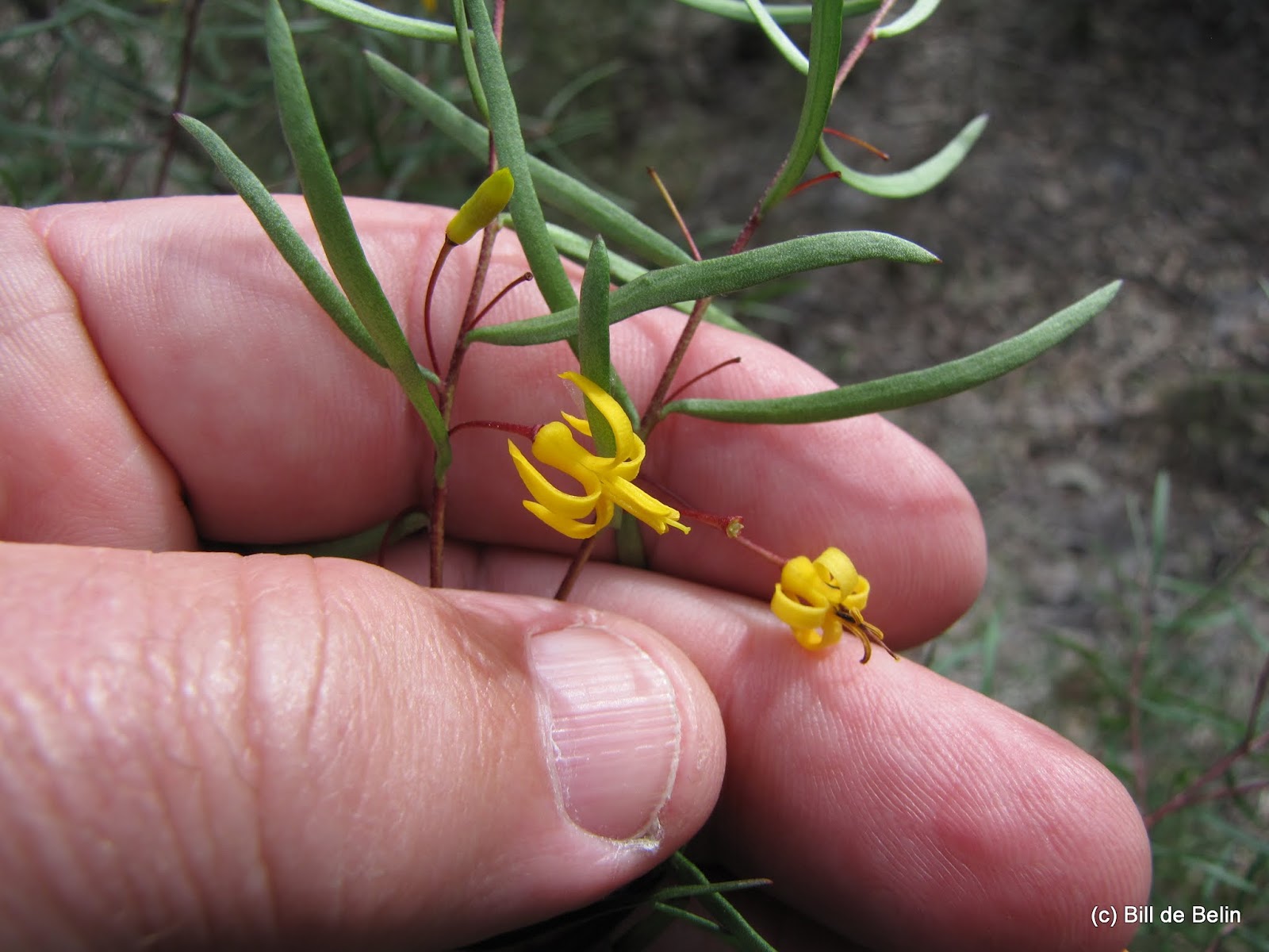 Sydney's Wildflowers and Native Plants: Persoonia nutans - Nodding Geebung.