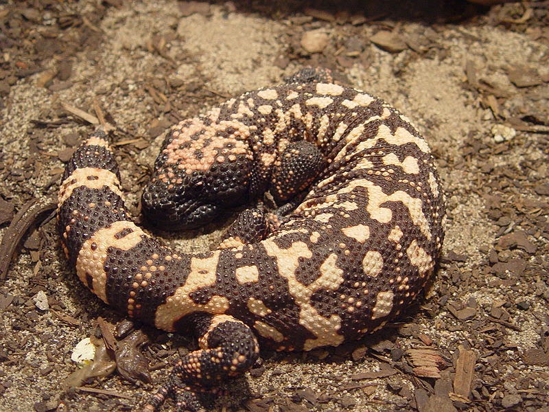Facts you don't know about Gila Monster