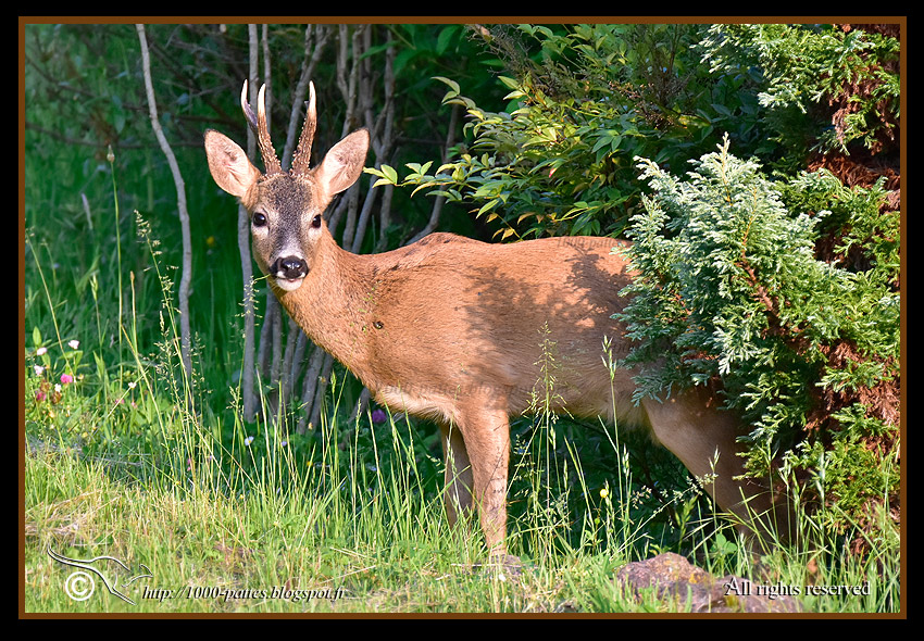 WILDLIFE GATEWAY: Un chevreuil 6 pointes... dans le jardin