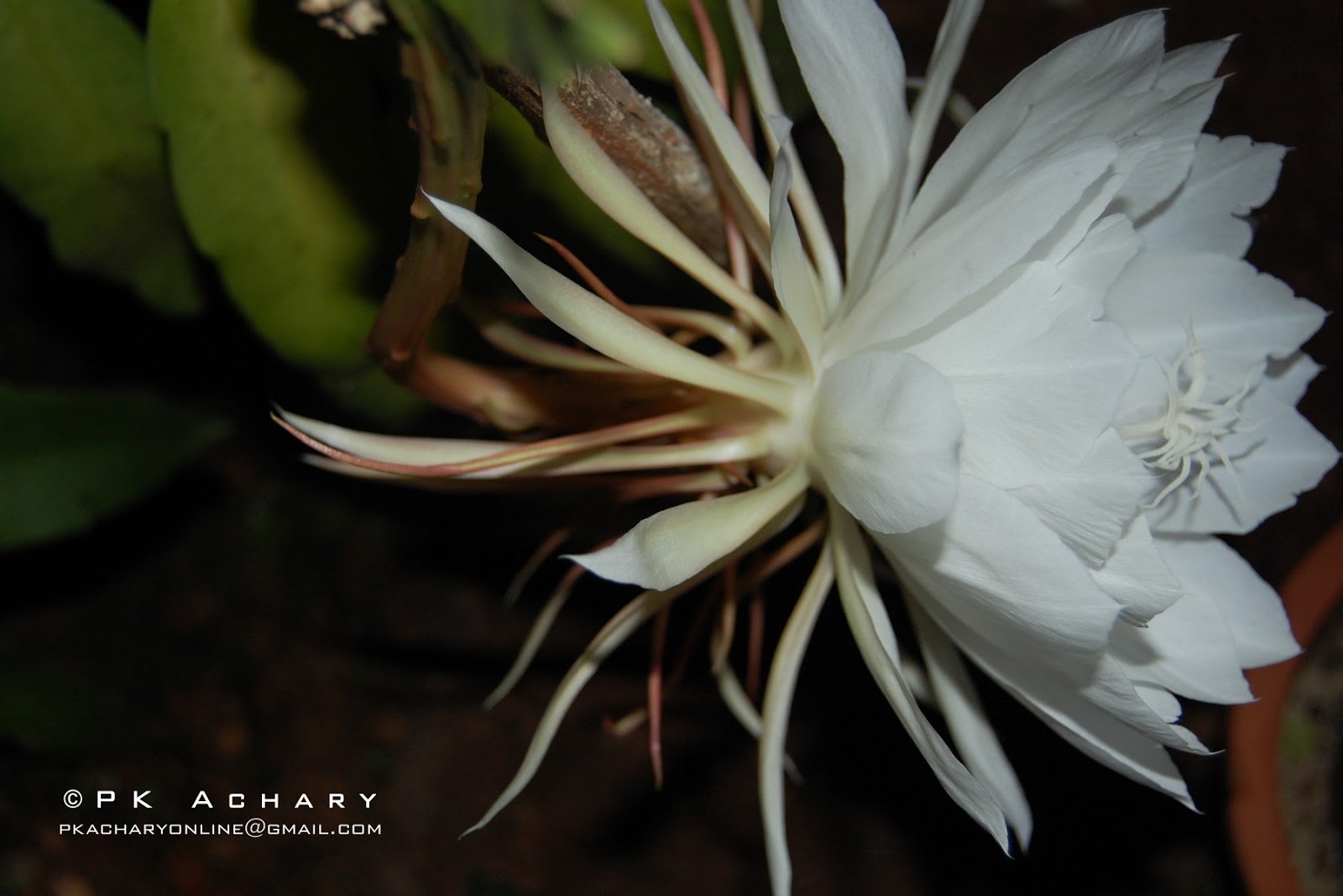 Nature Photos: Epiphyllum Oxypetalum (Nishagandhi / നിശാഗന്ധി) Flower