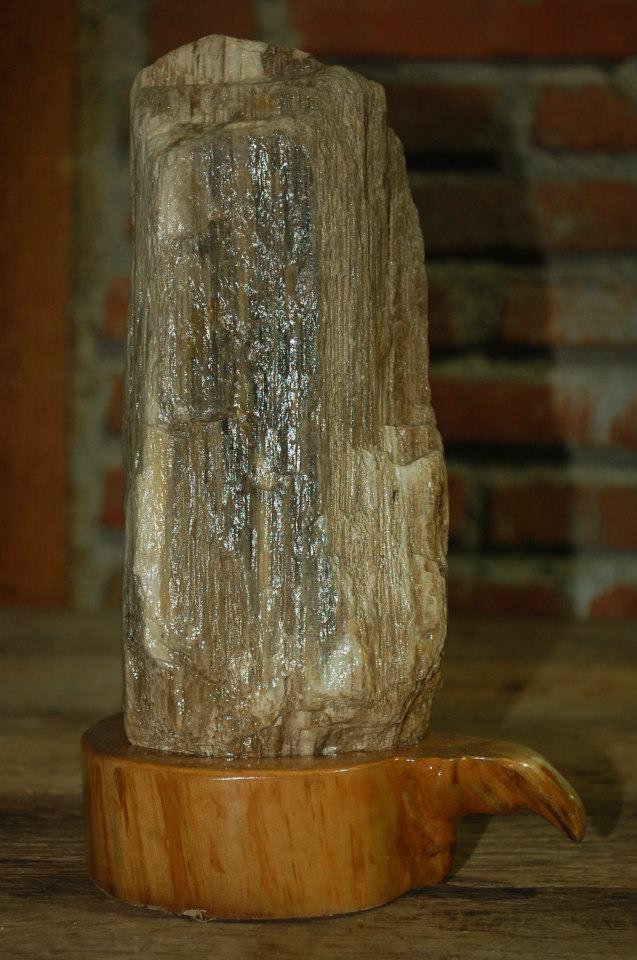 Museum Fosil Kayu Indonesia: FOSIL KAYU "UKURAN KECIL"