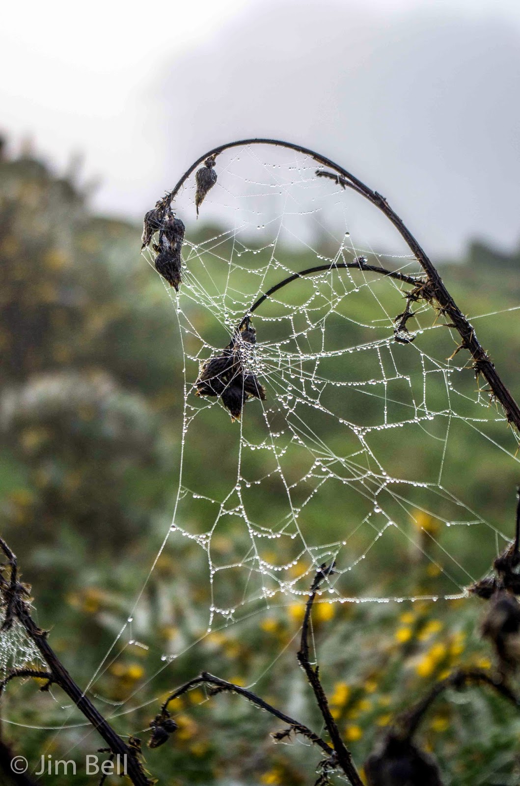 Out & About: Spider's Webs & Gossamer
