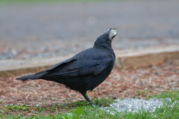 Birding Is Fun!: Crow Cooling Off On A Hot Day