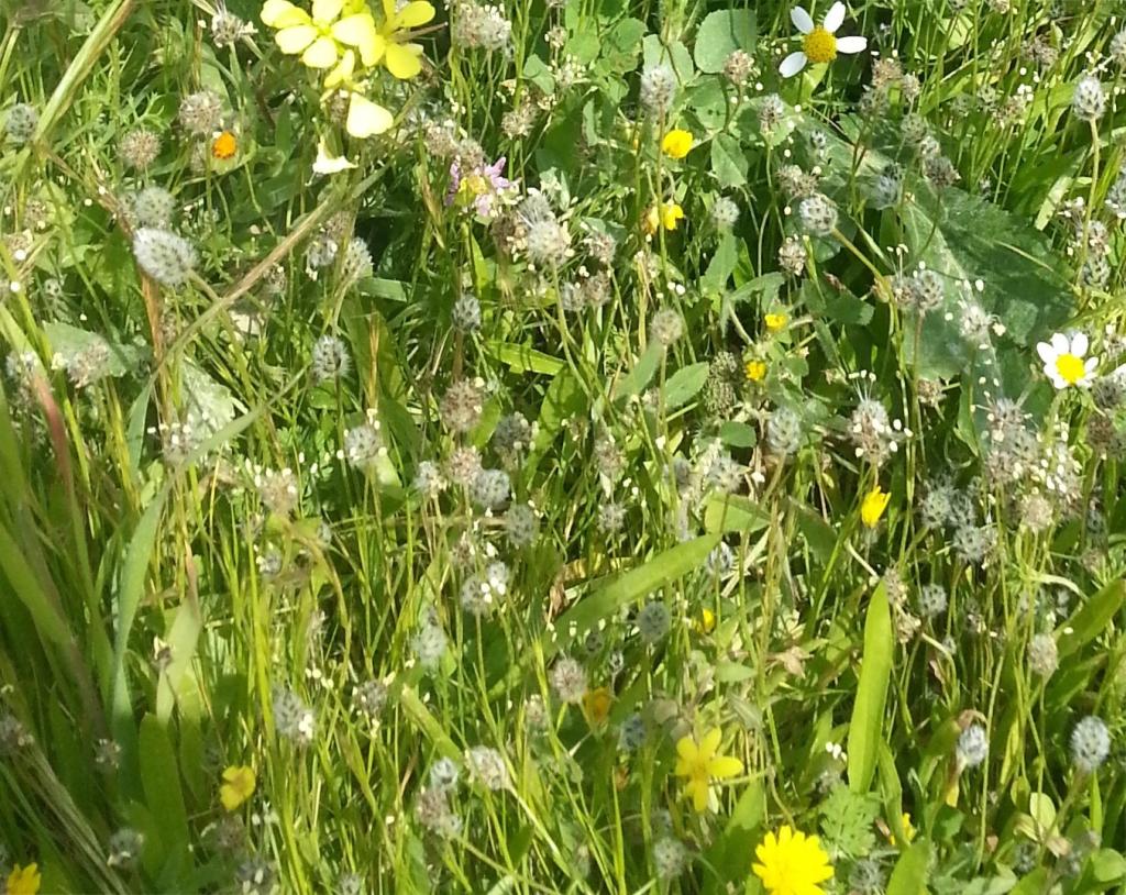 Foraging Plantain- Wild Food and Medicine | Penniless Parenting