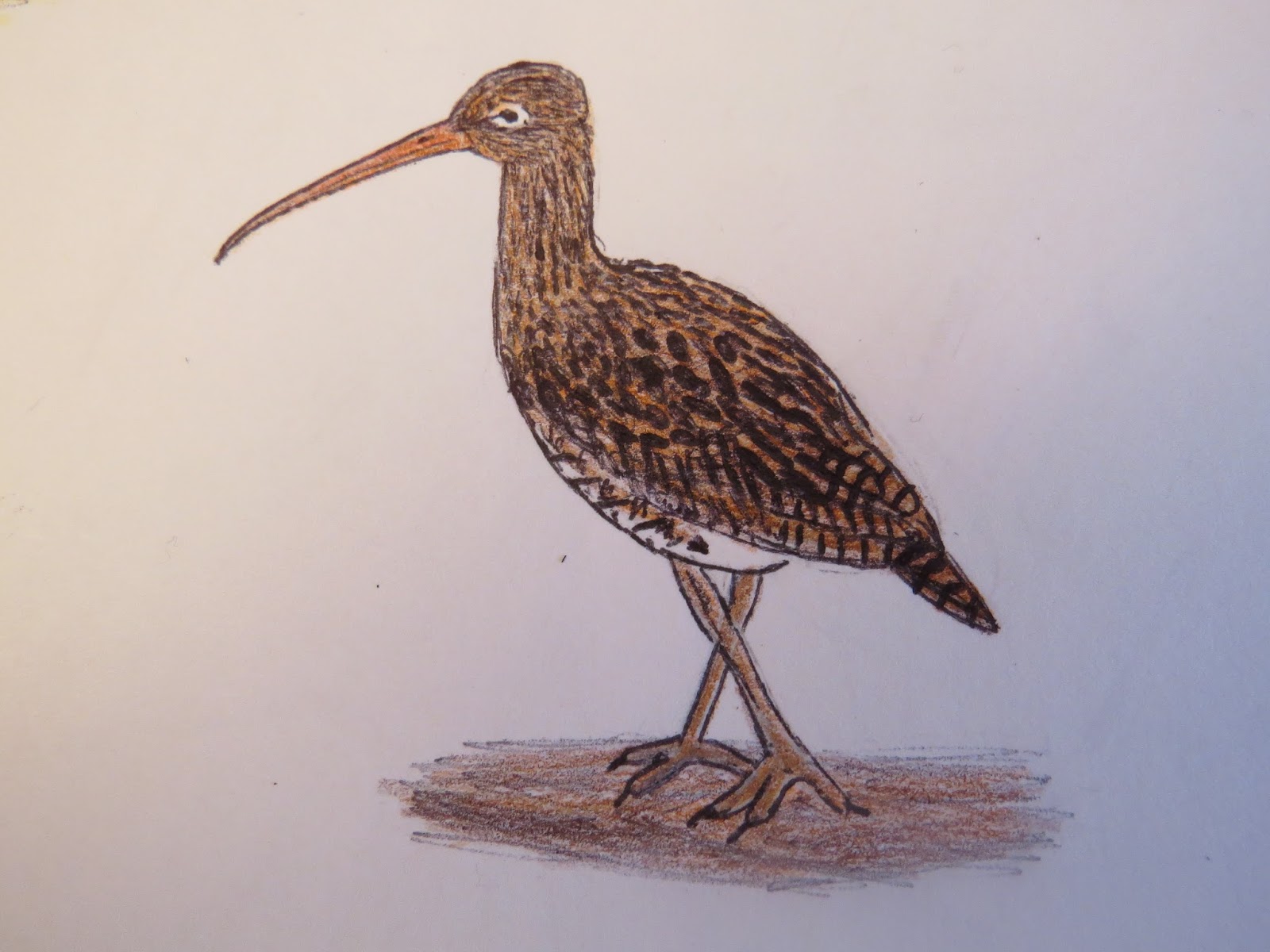 The Autistic Naturalist: How To Draw: Wading Birds