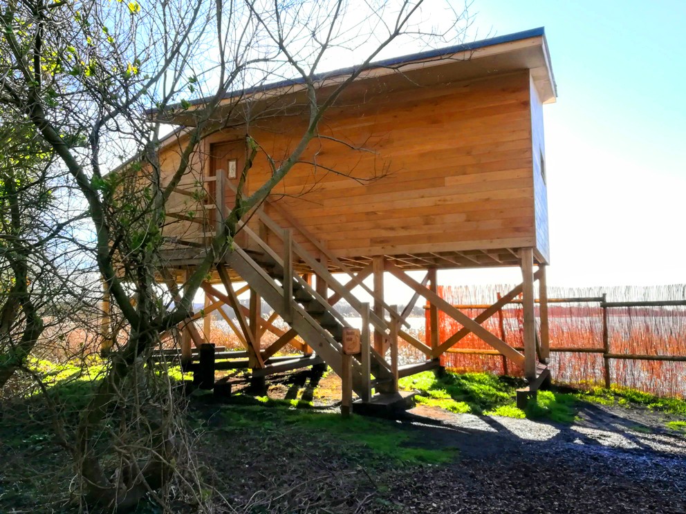 Wading Through Treacle: RSPB Ham Wall