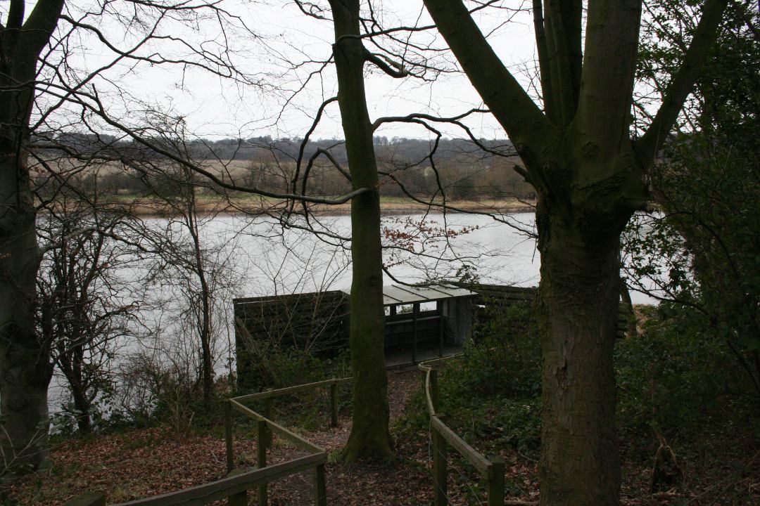 Discover Yorkshire's Wildlife: YWT Denaby Ings - 3 March 2013