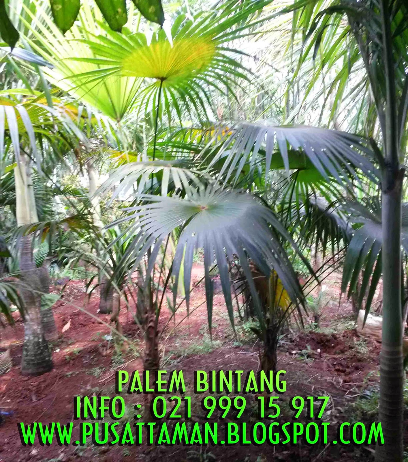 JUAL POHON PALEM BINTANG | POHON PALEM MURAH | JUAL POHON PELINDUNG ...