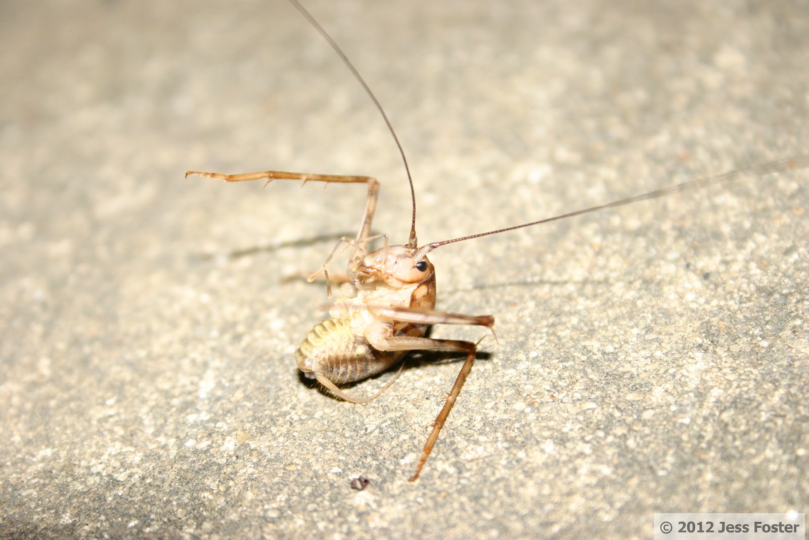 Sluggin' Along: Camel Cricket Miracle Fund