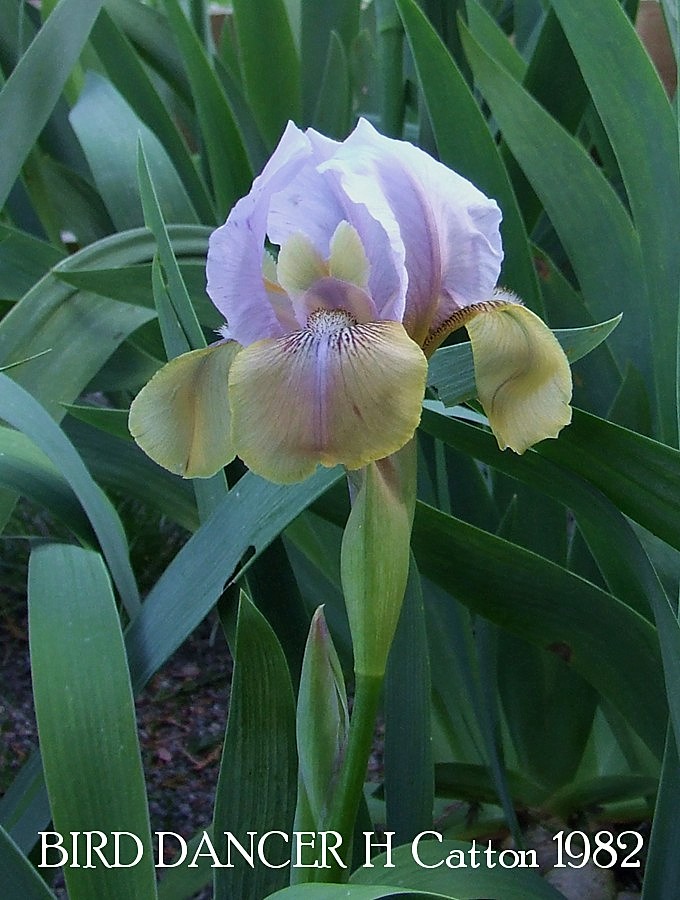 Intermediate Arilbred Iris 'BIRD DANCER' ~ HERITAGE IRISES