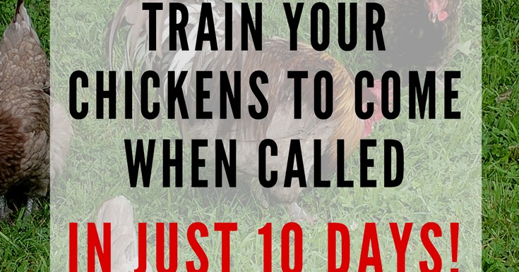 Train your chickens to come when called! - Murano Chicken Farm