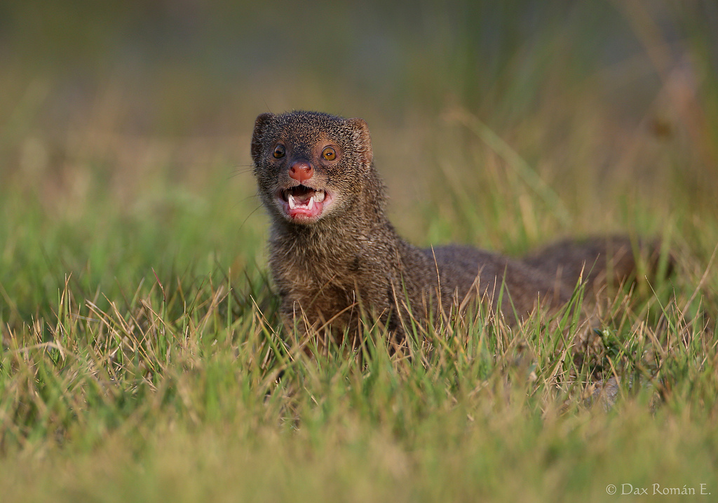 Jurón o Hurón. | Fauna Dominicana