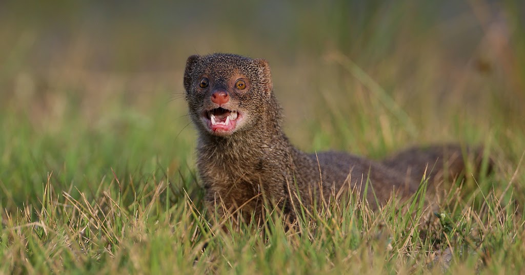 Jurón o Hurón. | Fauna Dominicana