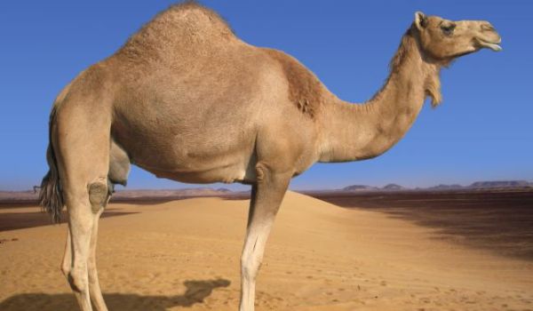 Viitorul incepe azi: Camila