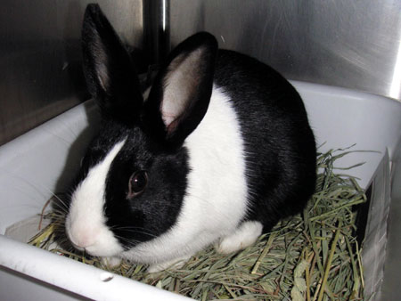 SAP: Pengetahuan Tentang Kelinci