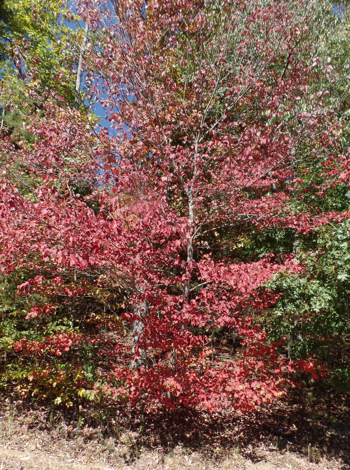 Blue Starr Gallery: Crimson Red Maple