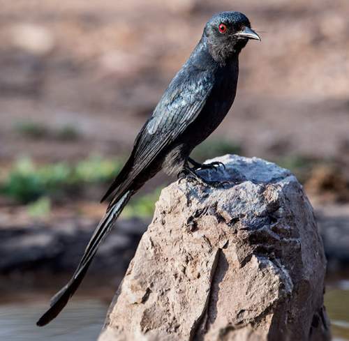 Ashy drongo | Birds of India | Bird World