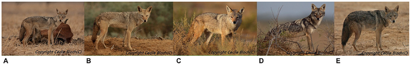 Lycographos: Reviving the African Wolf Canis lupus lupaster in North ...