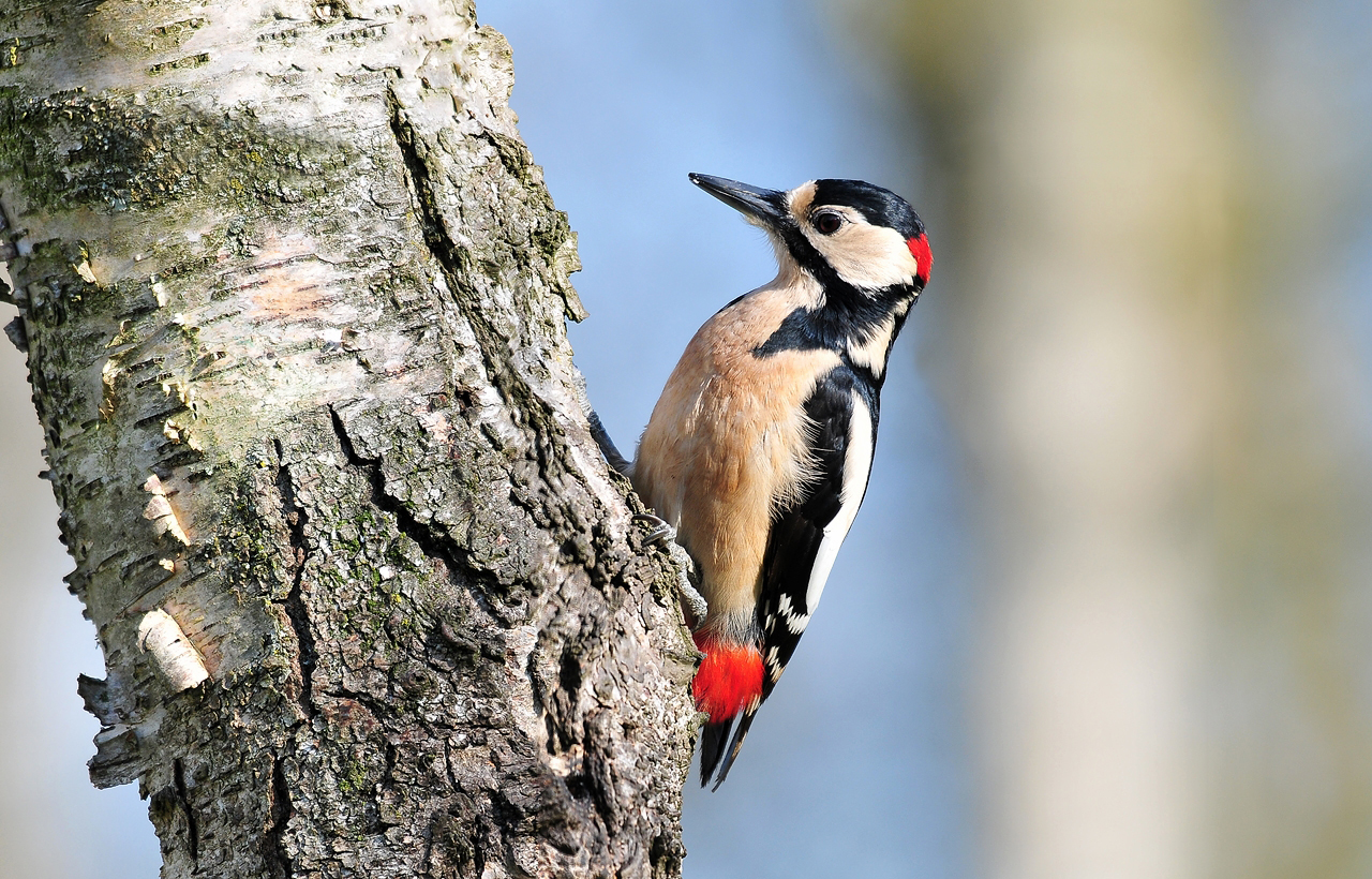 Jozef van der Heijden - Natuurfotografie: Een Parel van een Grote bonte ...