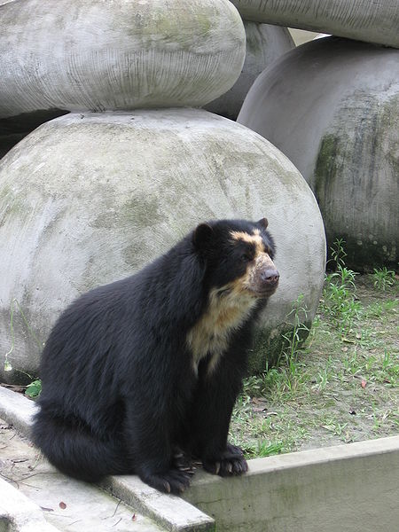 Andean Bear