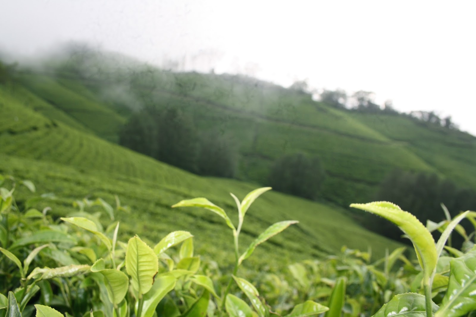 Social TeaV Blogs if need to go back type www.SocialTeaV.Net: ROBERT ...