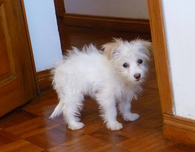 Carnet de loooong séjour: Giga et Desie, nos chiennes malgaches