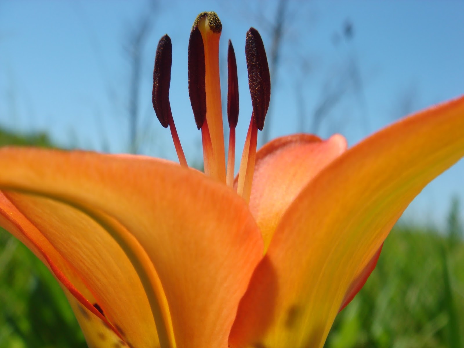 Native Prairie Restoration - Tim Youngquist