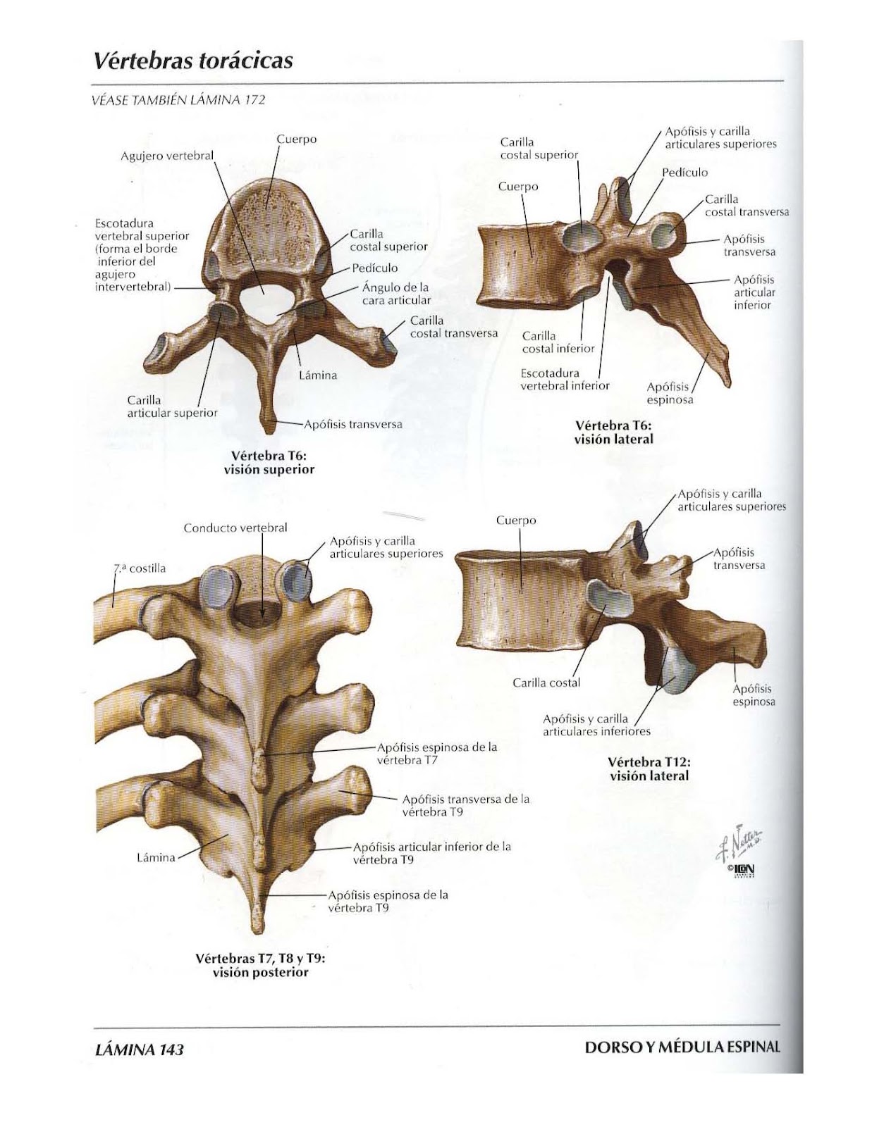 Vértebras Torácicas