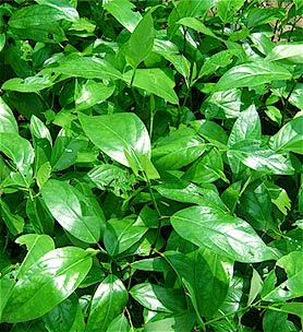Rare Ayurvedic Plants