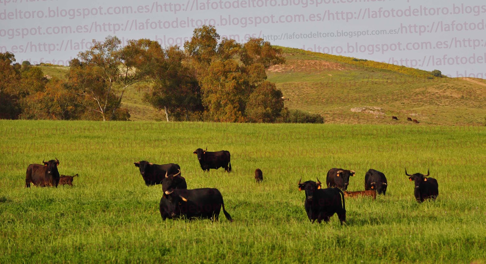El Toro Bravo en su hábitat-------: El Toro, animal gregario