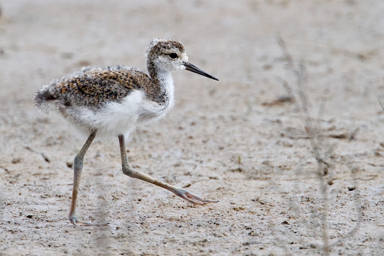 Charlie Sargent's bird ringing: Majorca birds
