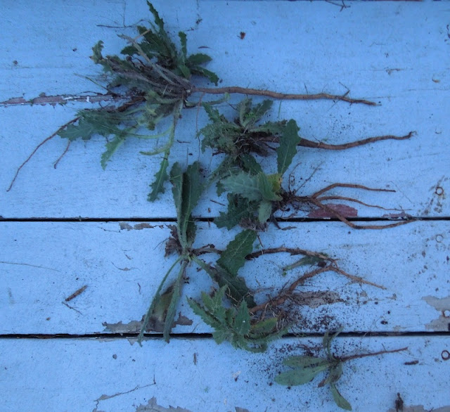 Barb's Garden Observations: The California Weeds You Need to Pull Now!
