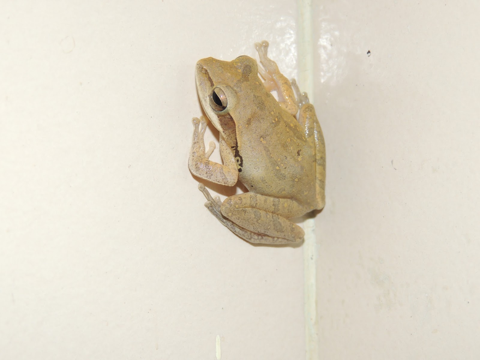 Dera's bio-diversity: Common Indian Tree Frog