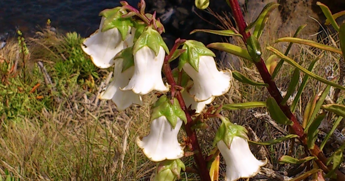 Em Defesa das Plantas dos Açores: Vidália