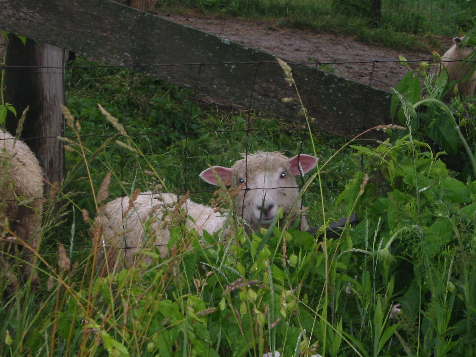 Knee Deep in Sheep: Soggy Sheep