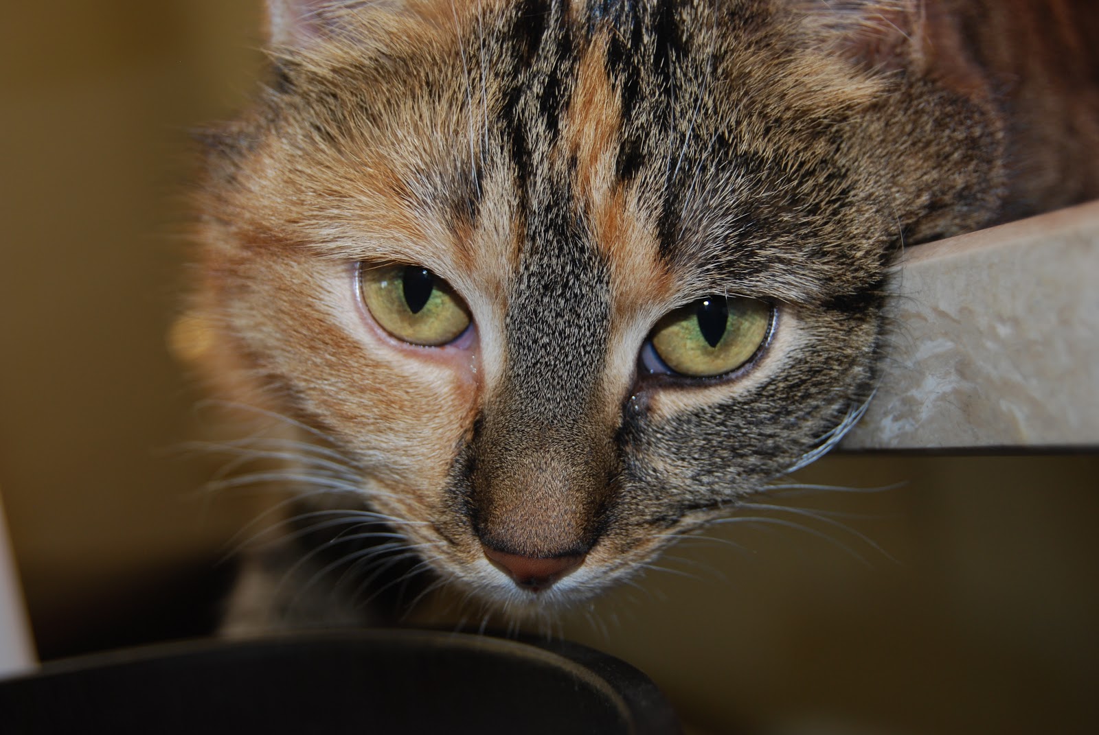 :::Nastolatkowy pamiętnik:::