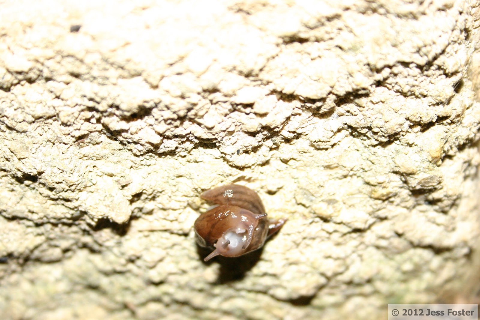 Sluggin' Along: Mating Slugs: Copulation - Penial Appendix - Part 1