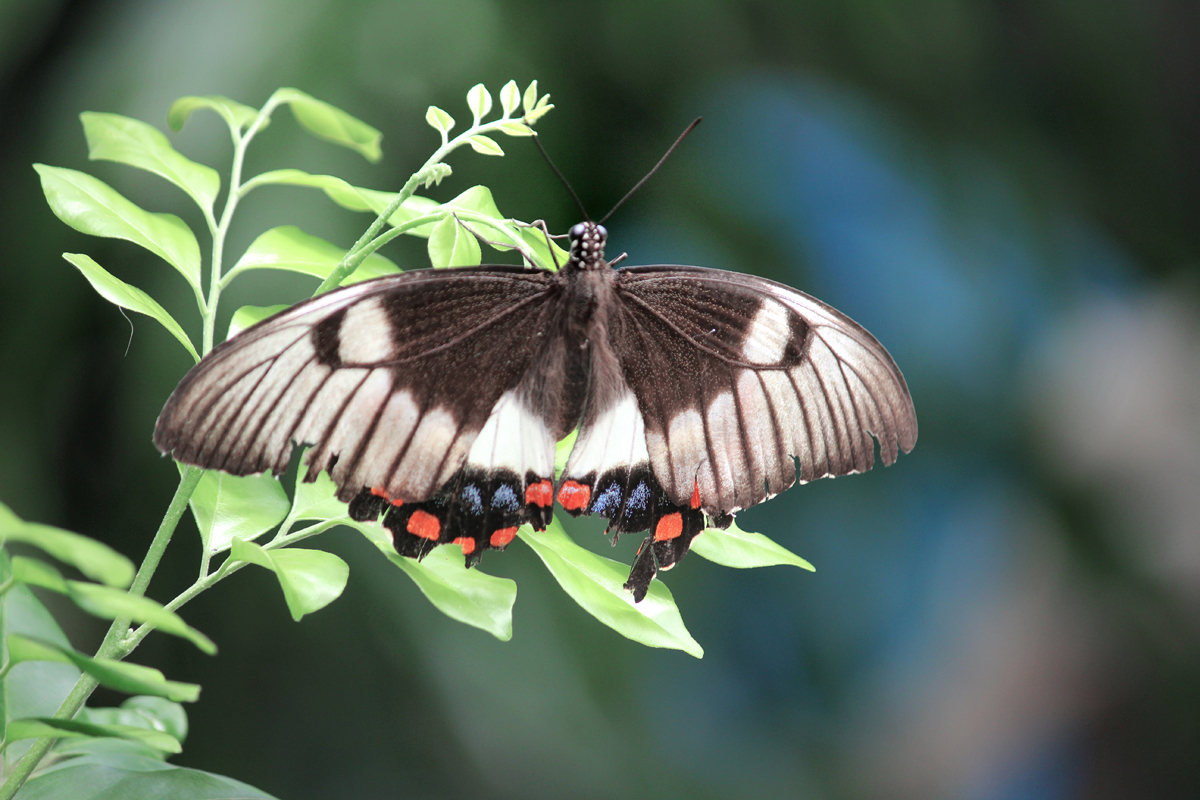 The Ridou Report: Australian Orchard Swallowtail Butterfly Couple